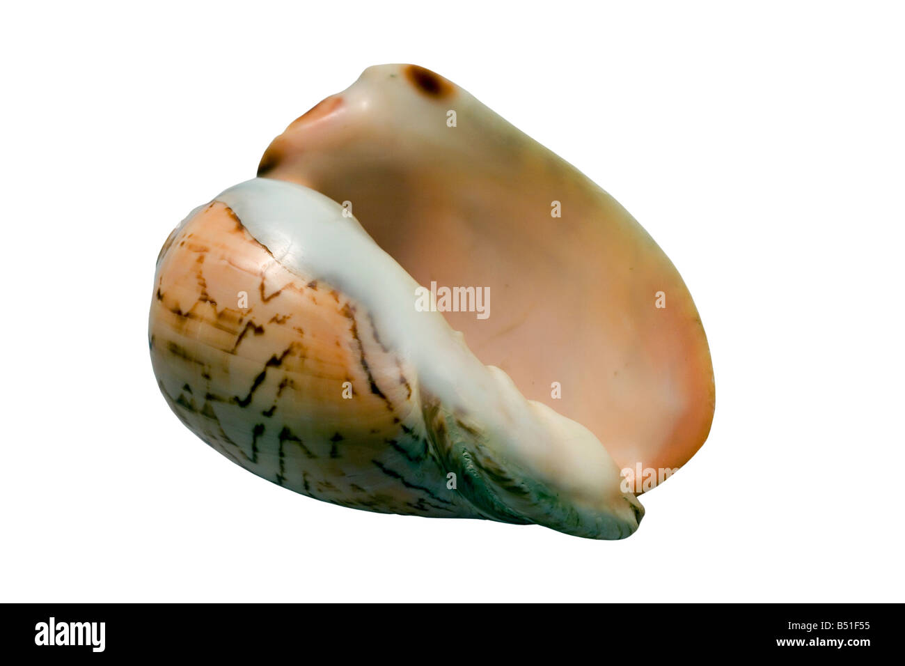 Sea water shell on white background Stock Photo - Alamy