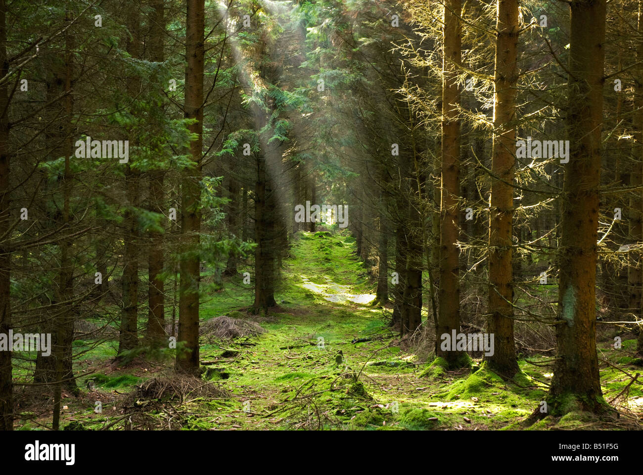 Sunbeams in forest, sunrays Stock Photo - Alamy