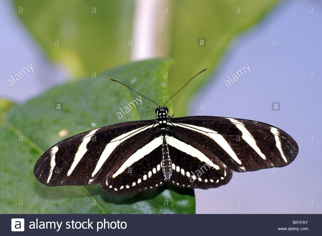 Zebra Long Wing Stock Photos & Zebra Long Wing Stock Images - Alamy