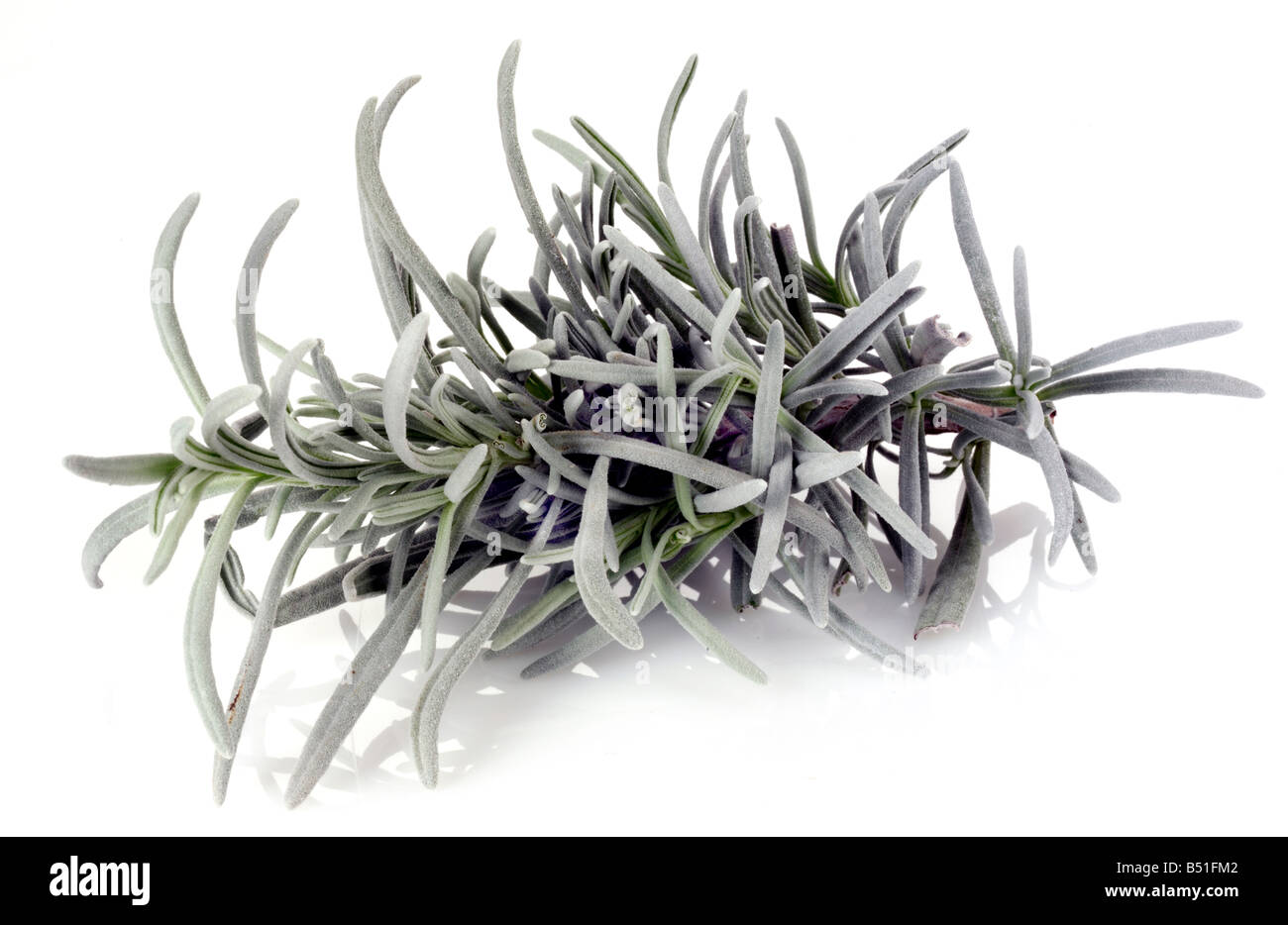 SPRIG OF EDIBLE HERB LAVENDER Stock Photo - Alamy