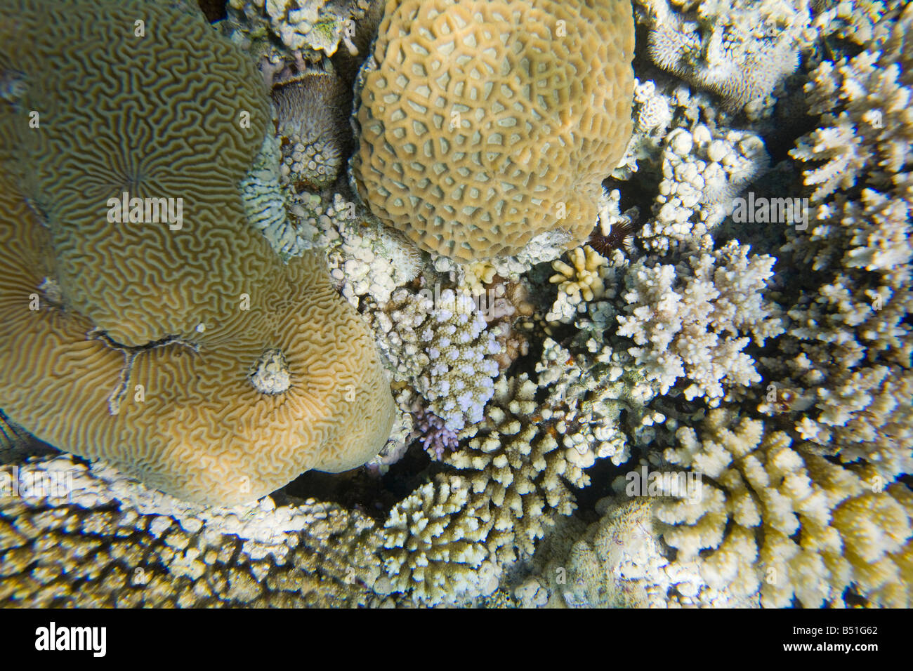 Coral reef off Dahab in the Red Sea in Egypt Stock Photo - Alamy