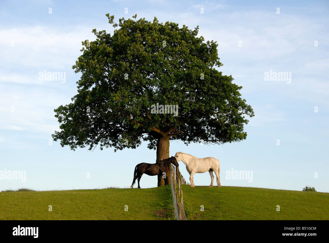Oak tree picture hi-res stock photography and images - Alamy