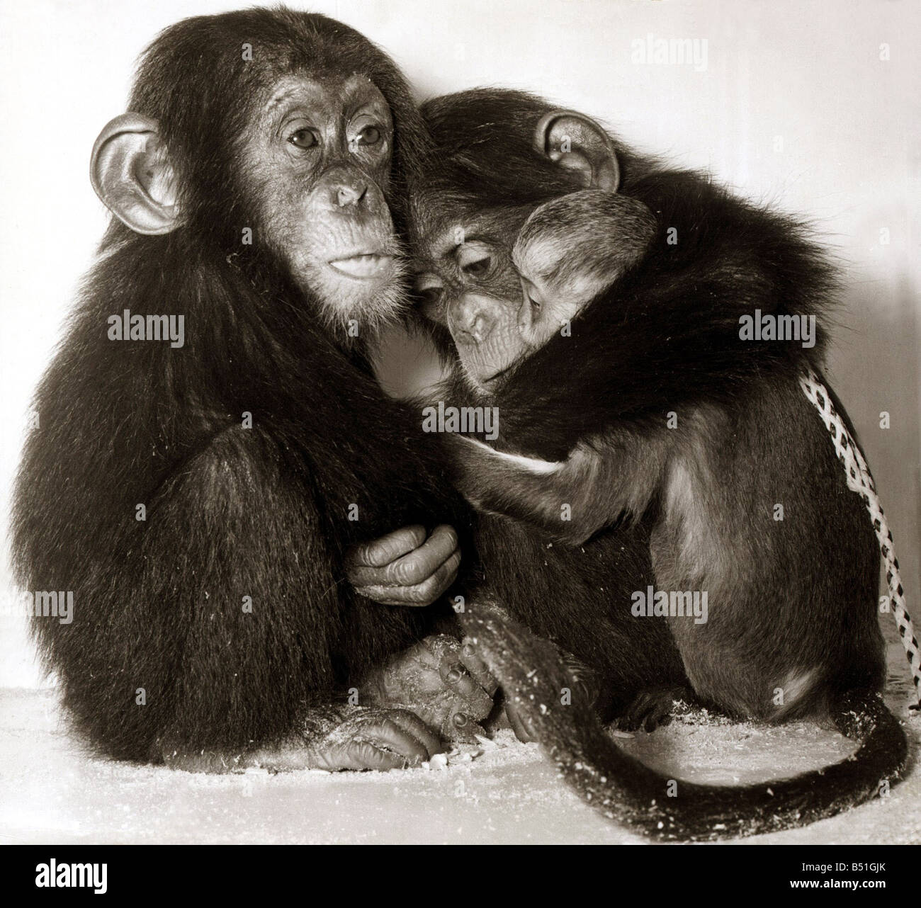 Three chimps share a hug Stock Photo - Alamy