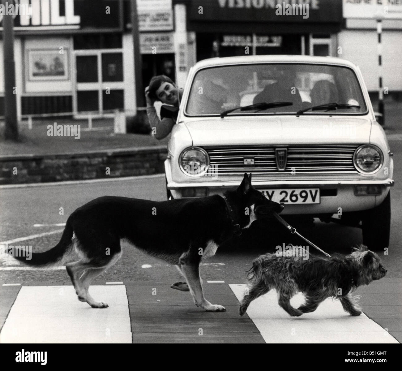 Who's taking Who for a walk;Peter Garrett of Sheffield pictured with ...