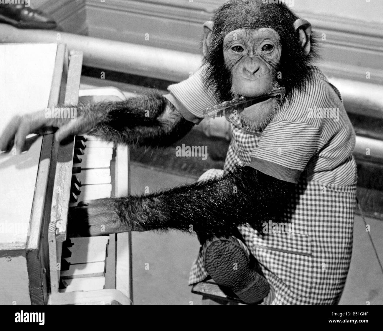Peter the chimp gives his recital with the temparament of a born artist ...
