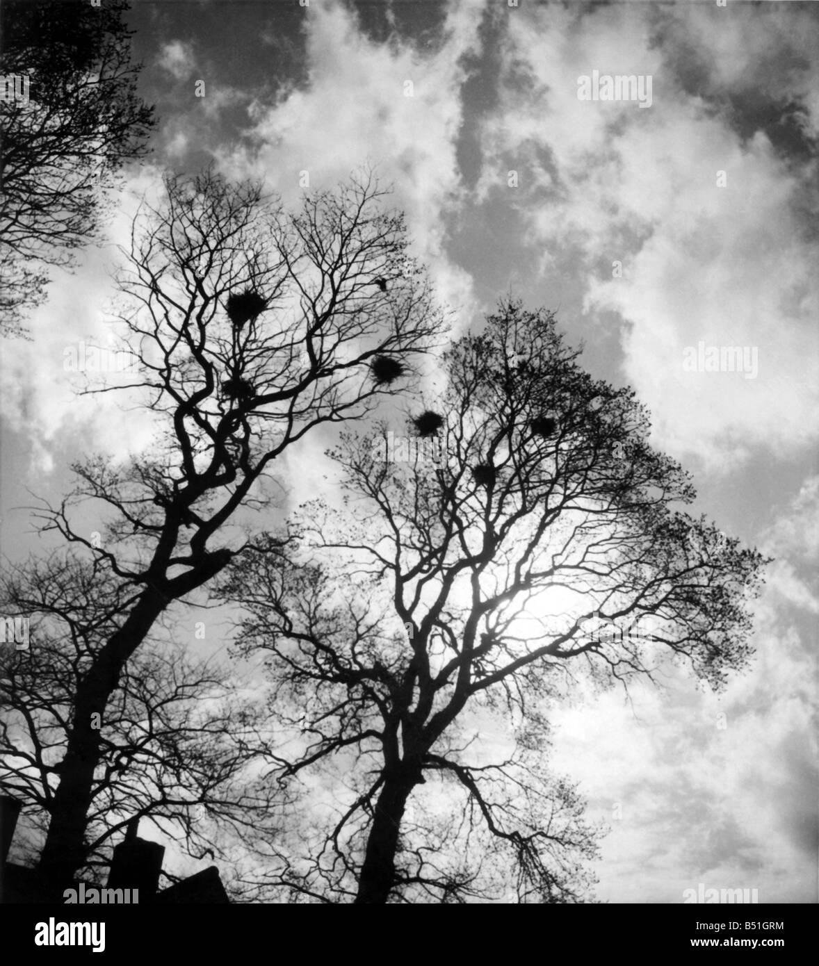 Rookery in the winter trees. October 1945 P000046 Stock Photo - Alamy