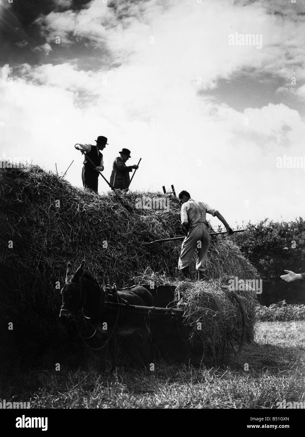 Farm harvest 1930s hi-res stock photography and images - Alamy