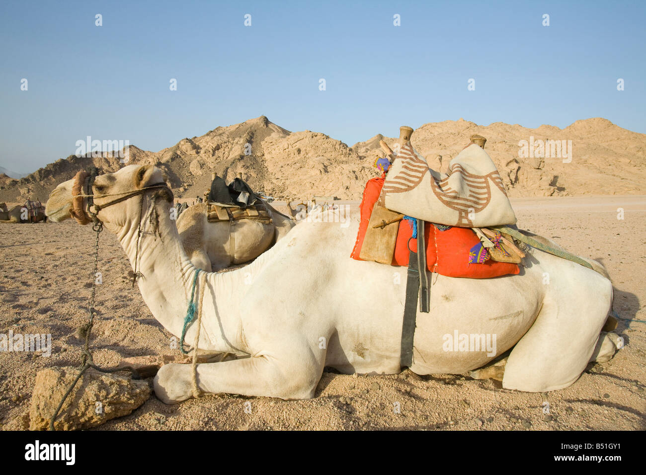 Bedouin camels in the Sinai Desert near Dahab in Egypt Stock Photo - Alamy