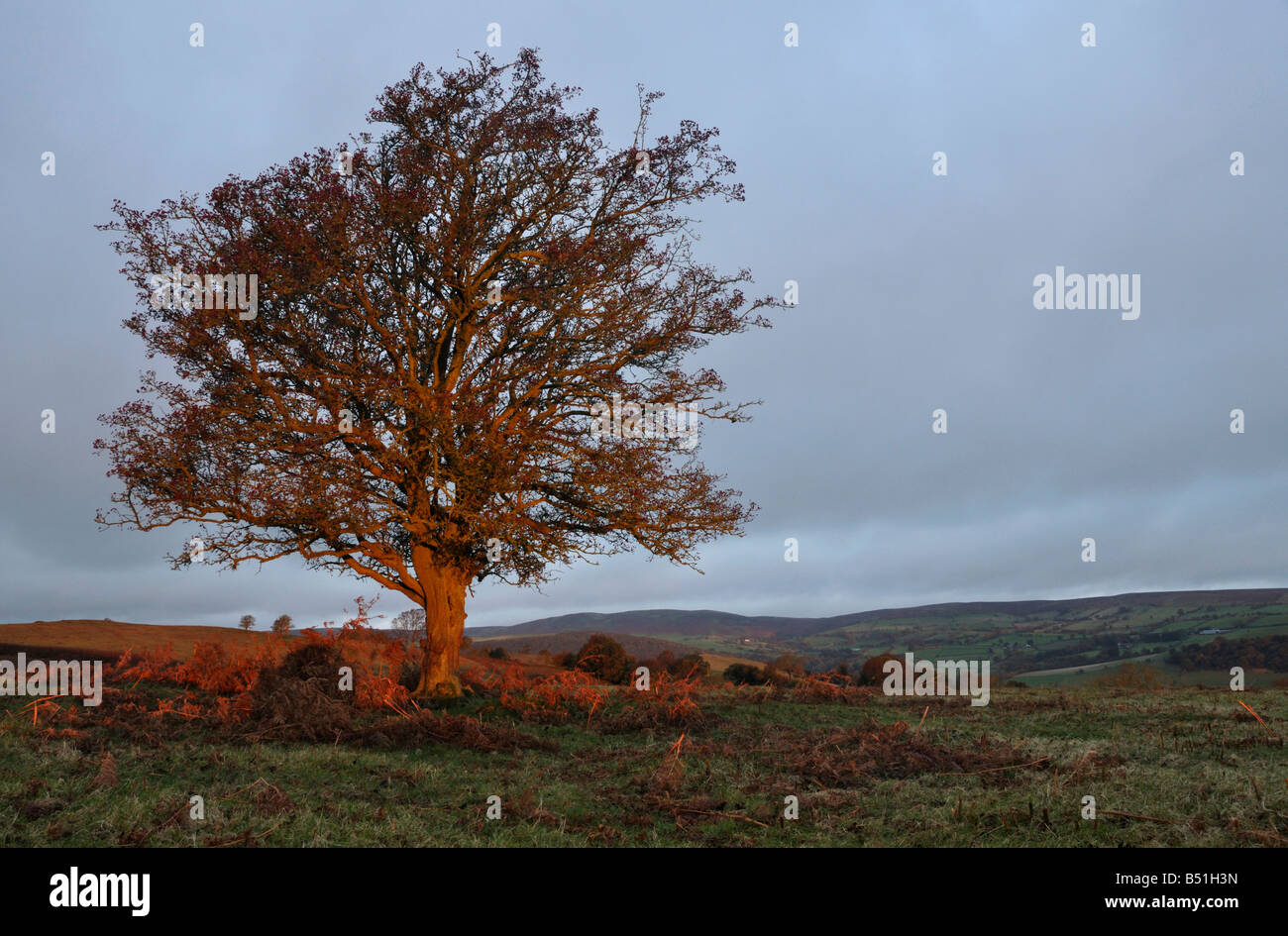 Welsh lonely tree hi-res stock photography and images - Alamy