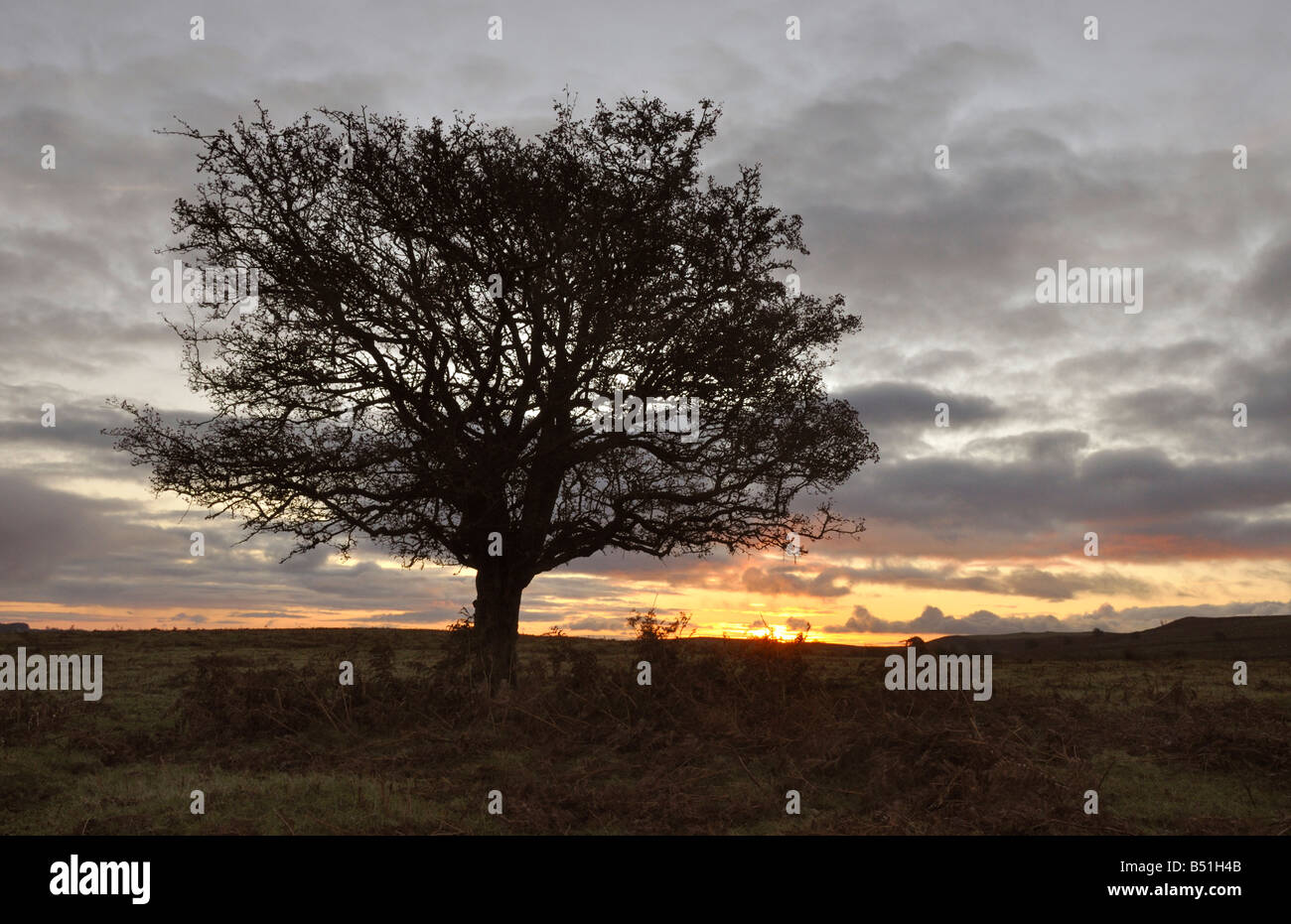 Welsh lonely tree hi-res stock photography and images - Alamy