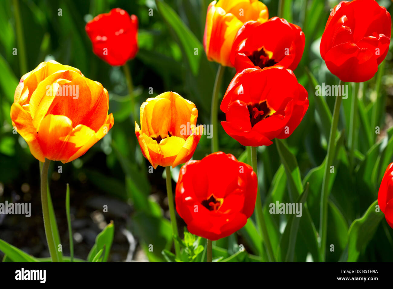 Toronto tulip hi-res stock photography and images - Alamy