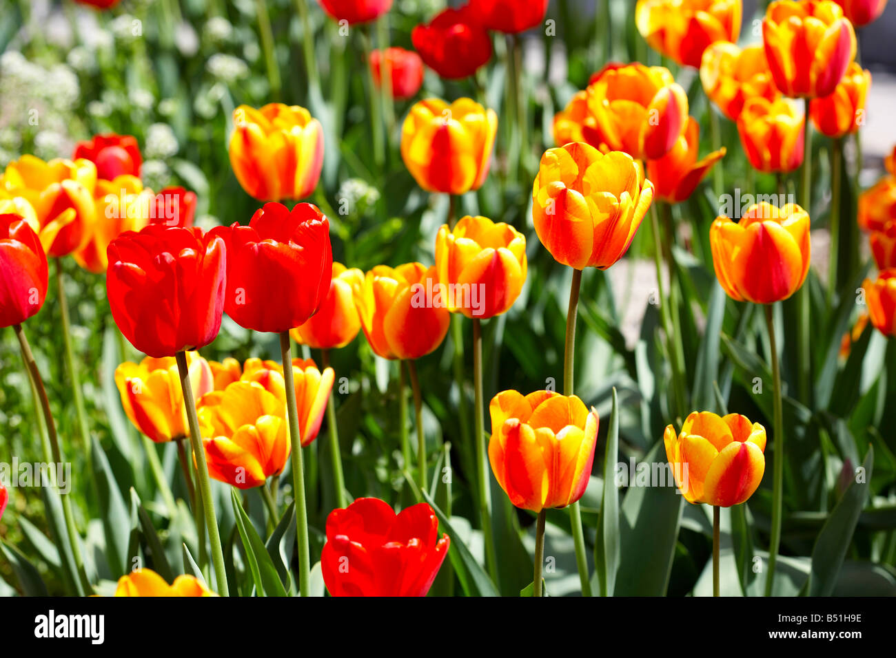 Gorgeous coloured tulip hi-res stock photography and images - Alamy