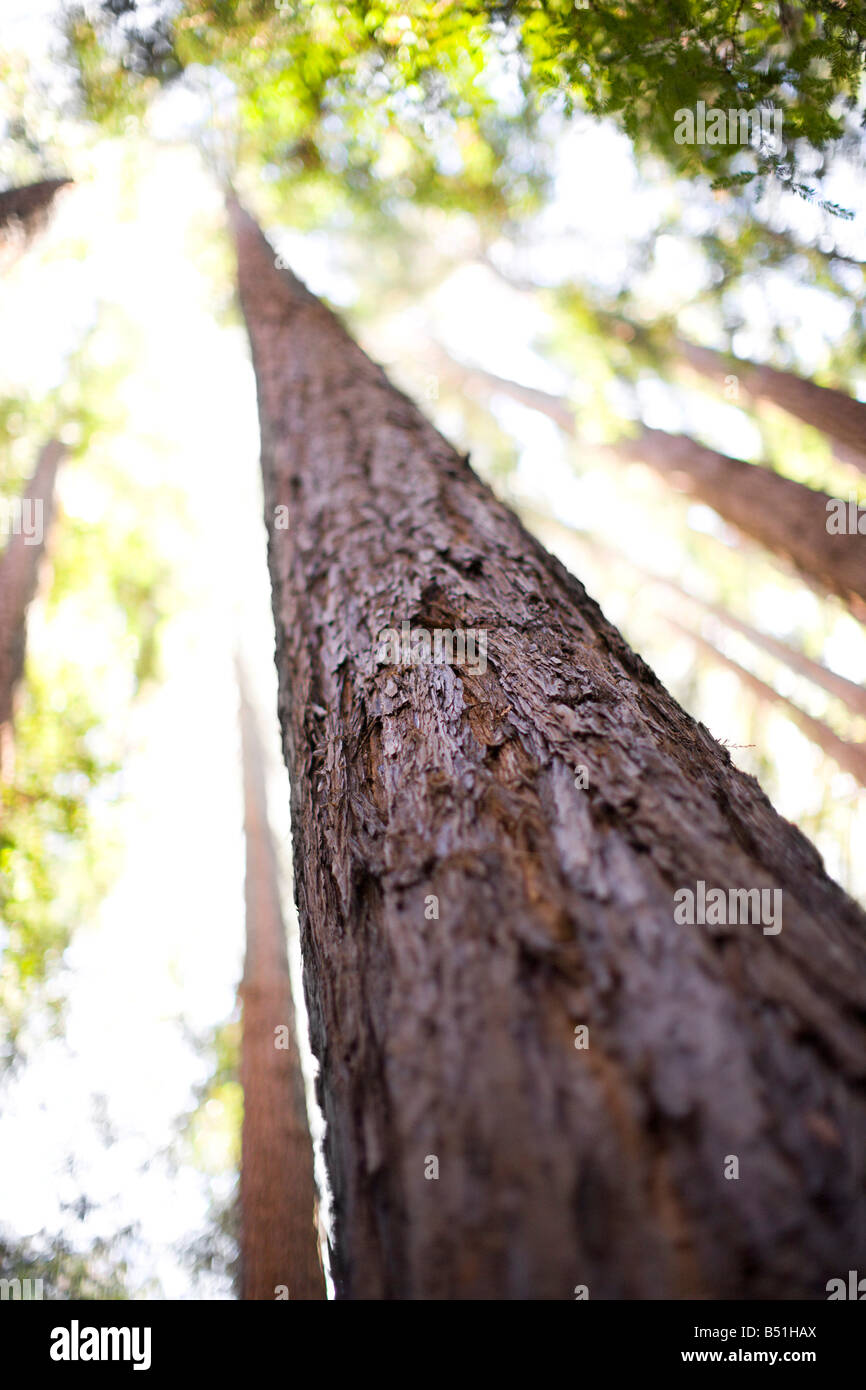Coast redwood tree hi-res stock photography and images - Alamy