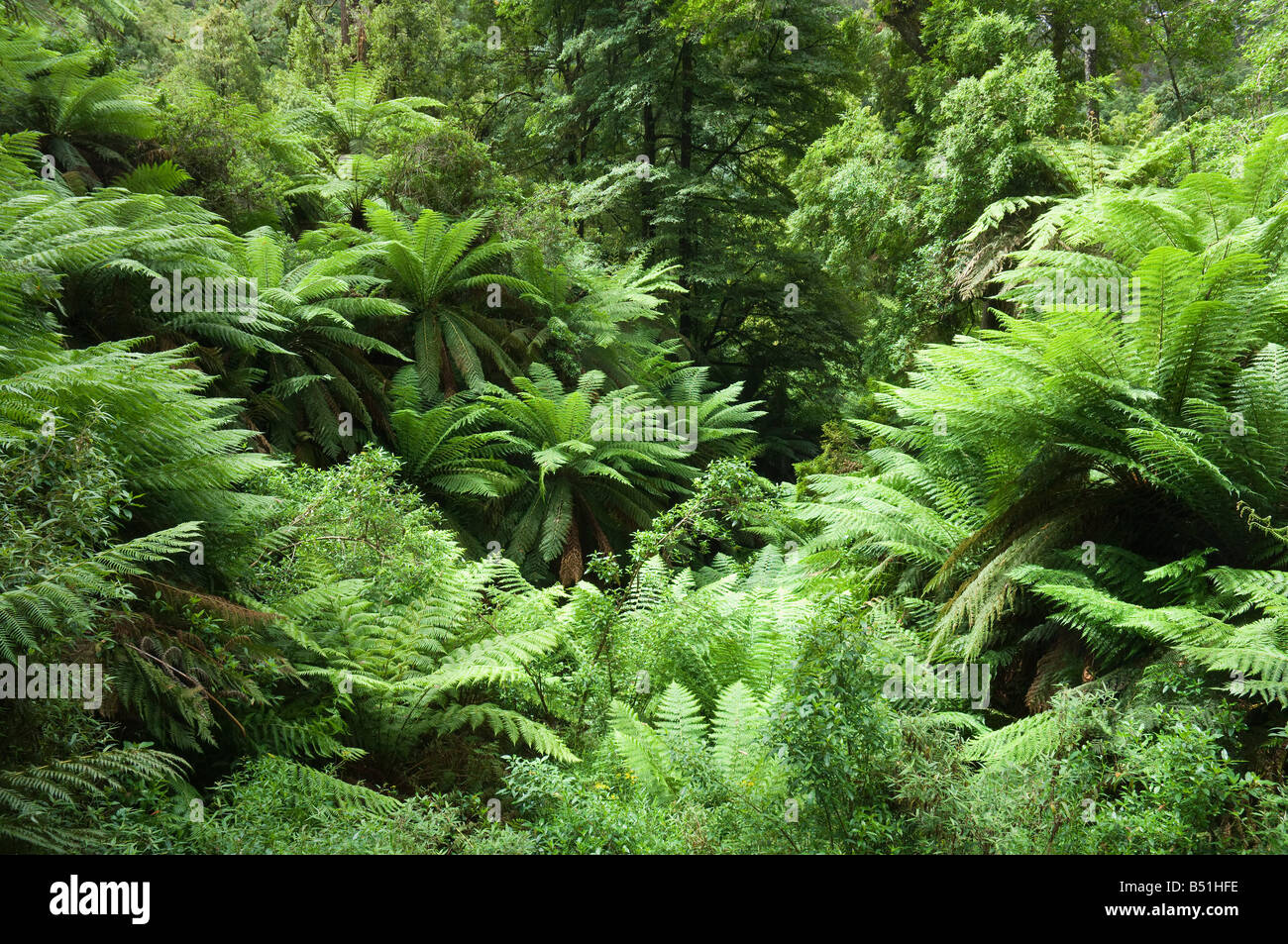 Tree Ferns, Rainforest, Tarra-Bulga National Park, Victoria, Australia ...