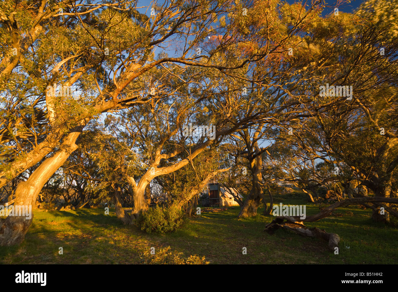 Wallaces Hut, Bogong High Plains, Alpine National Park, Victoria ...