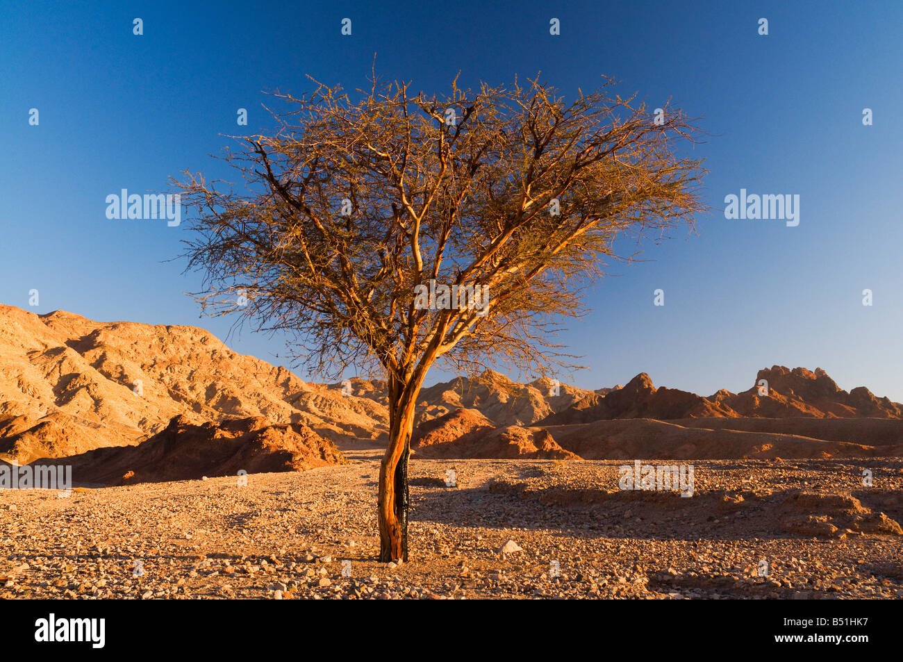 Nuweiba, Sinai, Egypt Stock Photo - Alamy