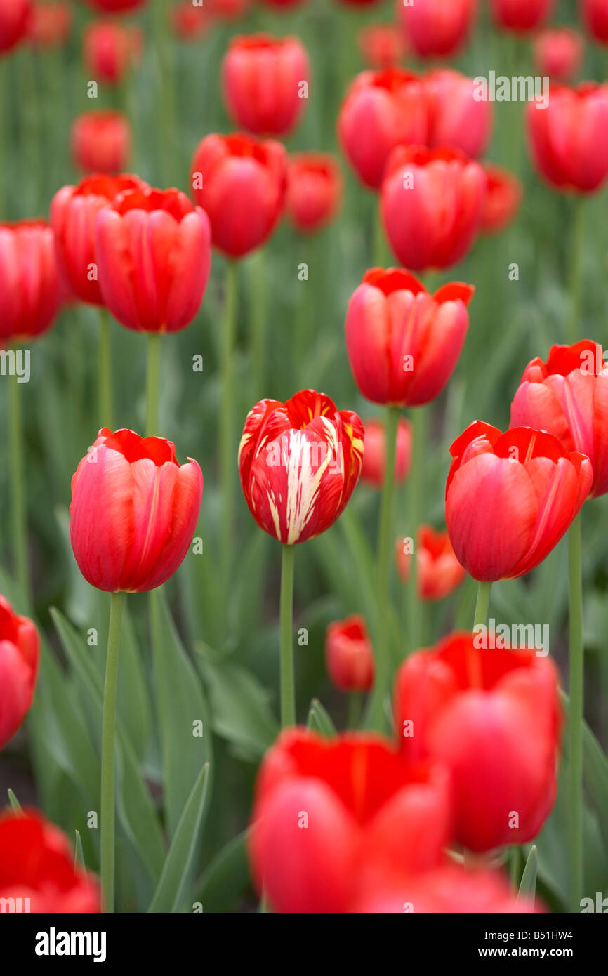 Mutation flower hi-res stock photography and images - Alamy