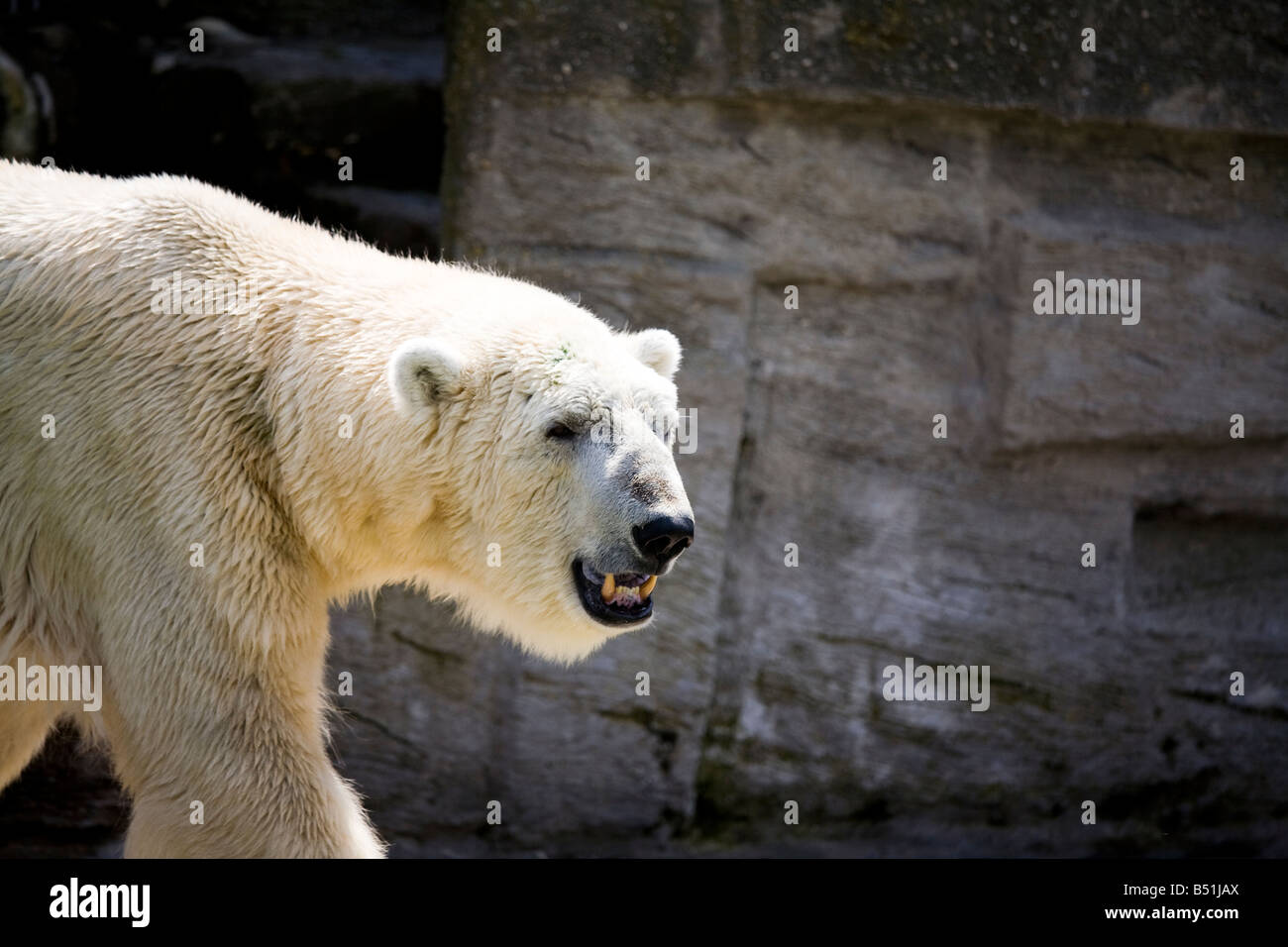 Polar bear Ursus maritimus Stock Photo - Alamy