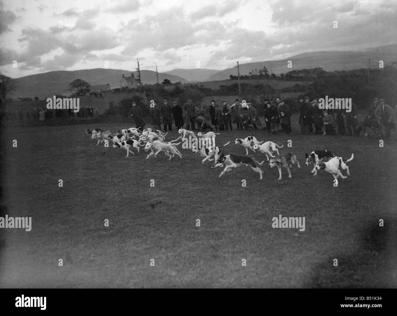 Hound trailing hi-res stock photography and images - Alamy