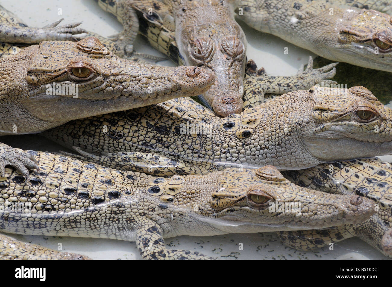 Young Crocodiles, Northern Territory, Australia Stock Photo - Alamy