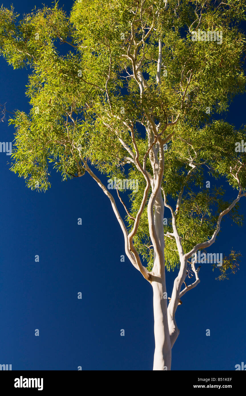 Ghost Gum Tree, Northern Territory, Australia Stock Photo - Alamy