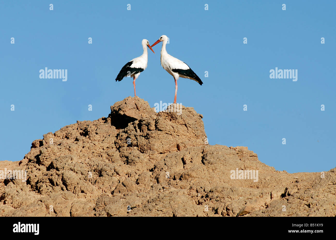 two Storks in the Sinai Desert Stock Photo - Alamy