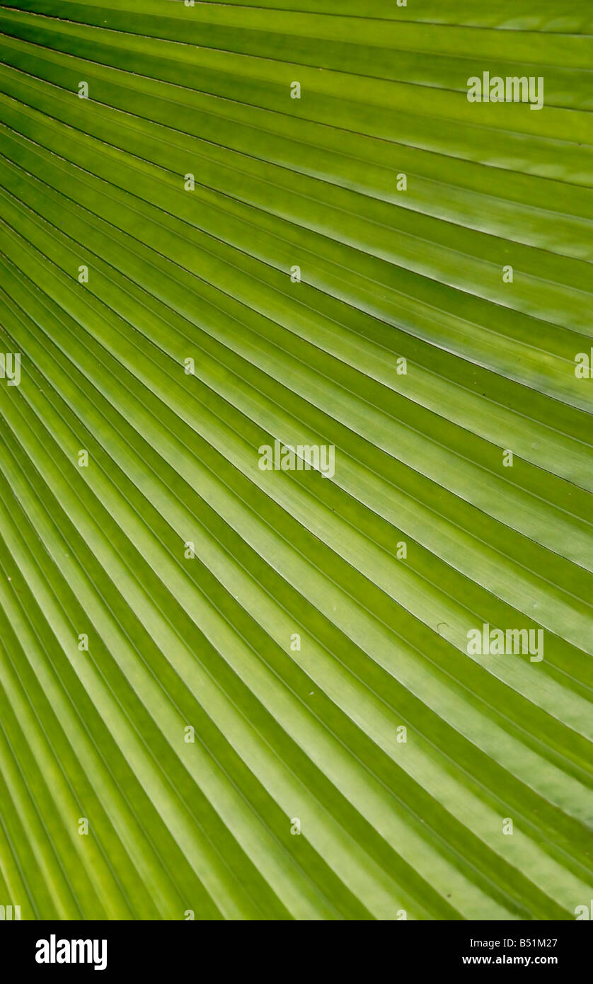 Macro structure detail hi-res stock photography and images - Alamy