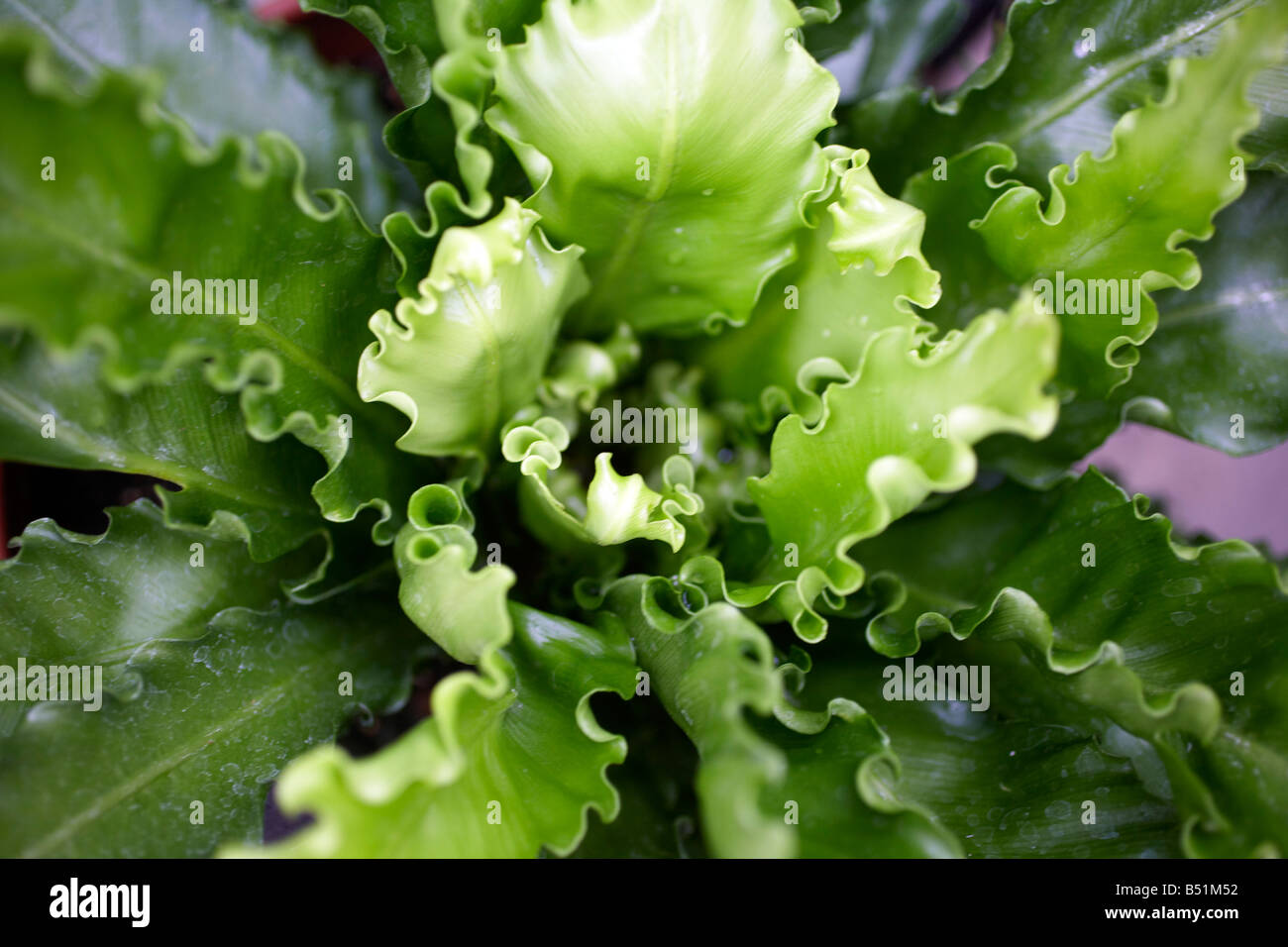 Close-up of Plants, Royal Botanical Gardens, Ontario, Canada Stock ...