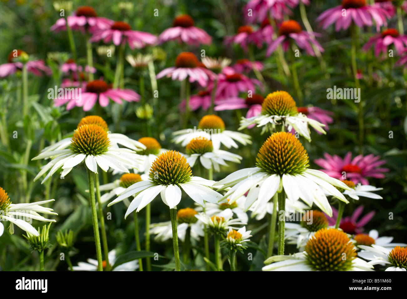 Canadian royal botanical gardens hi-res stock photography and images ...