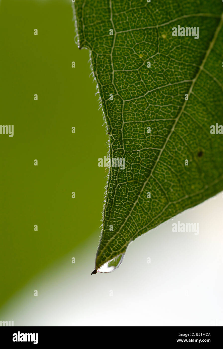 Fine leaf structures hi-res stock photography and images - Alamy