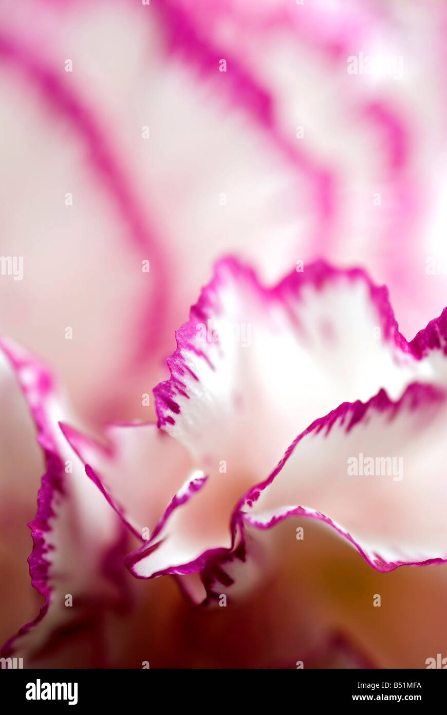 Macro Carnation Petals Stock Photo - Alamy