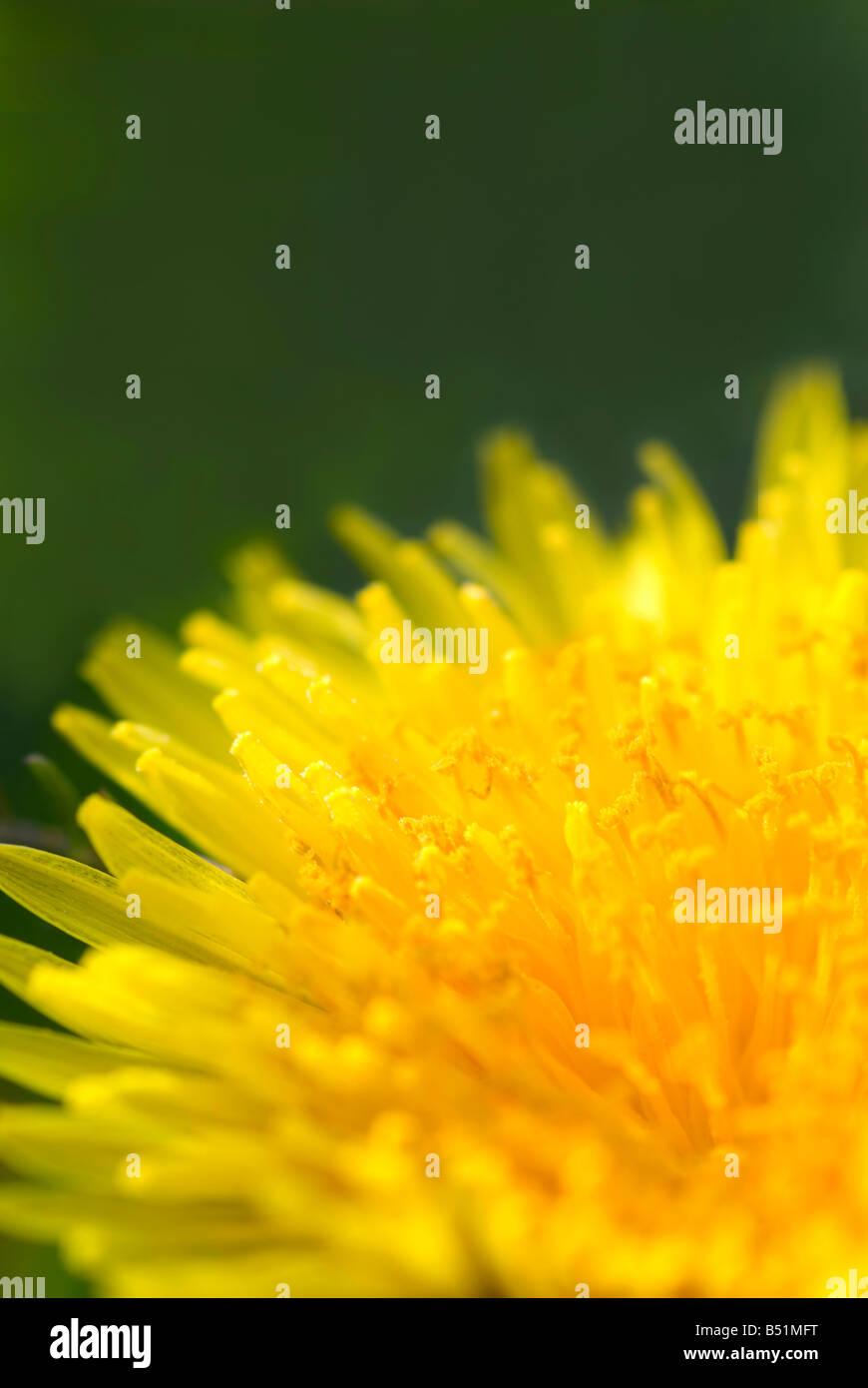 Dandelions textures hi-res stock photography and images - Alamy