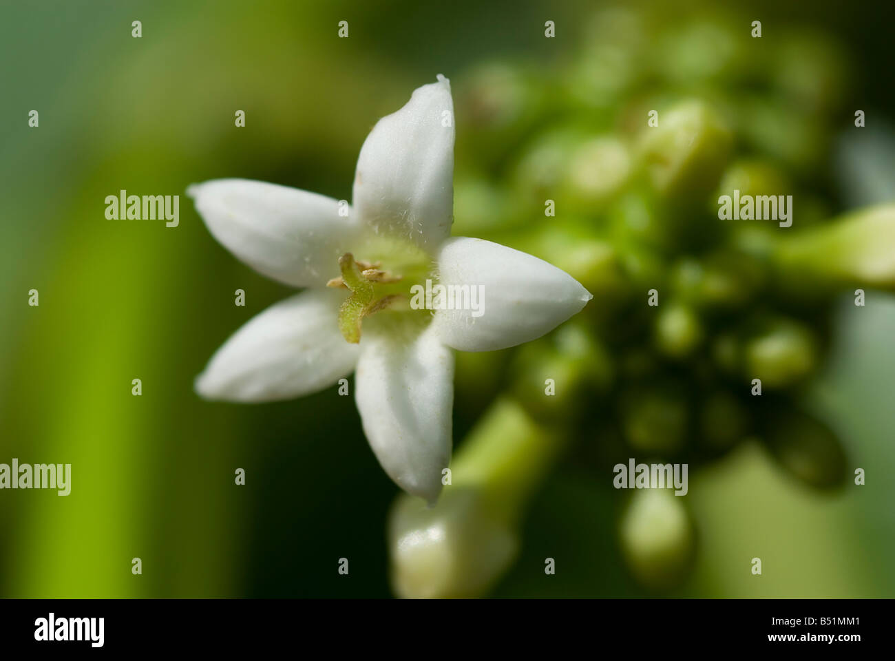 Noni Flower (morinda citrifolia Stock Photo - Alamy