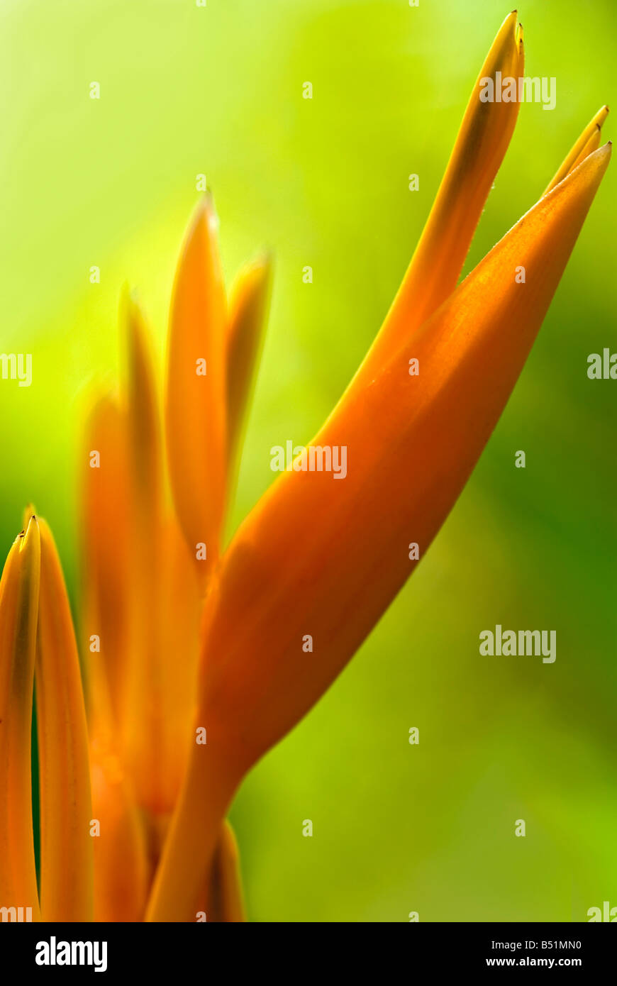 Heliconia Chartacea High Resolution Stock Photography and Images - Alamy