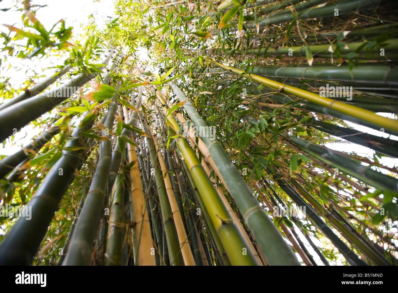Giant Bamboo, Long Beach, California, USA Stock Photo - Alamy