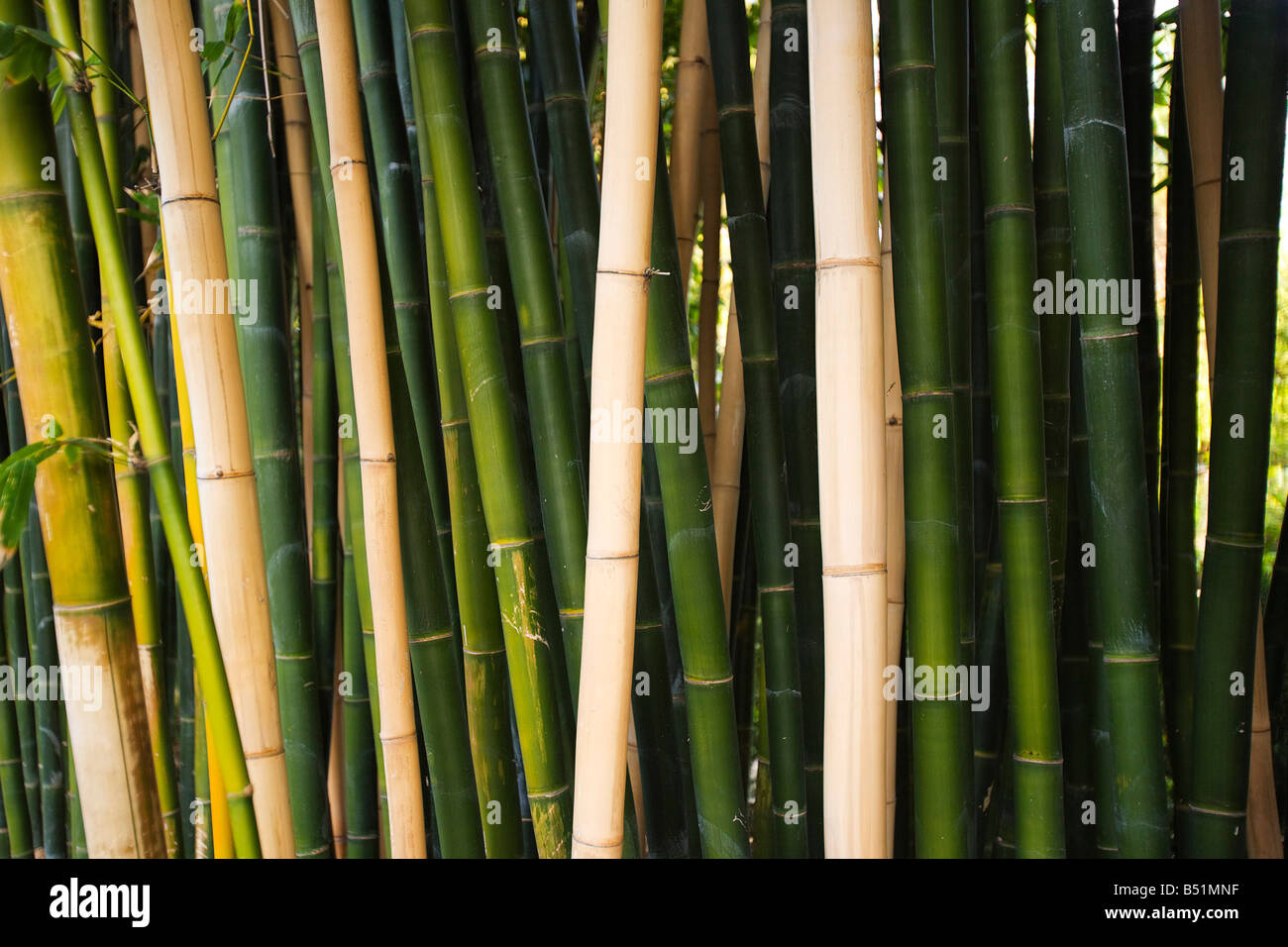 Gigantic growth hi-res stock photography and images - Alamy