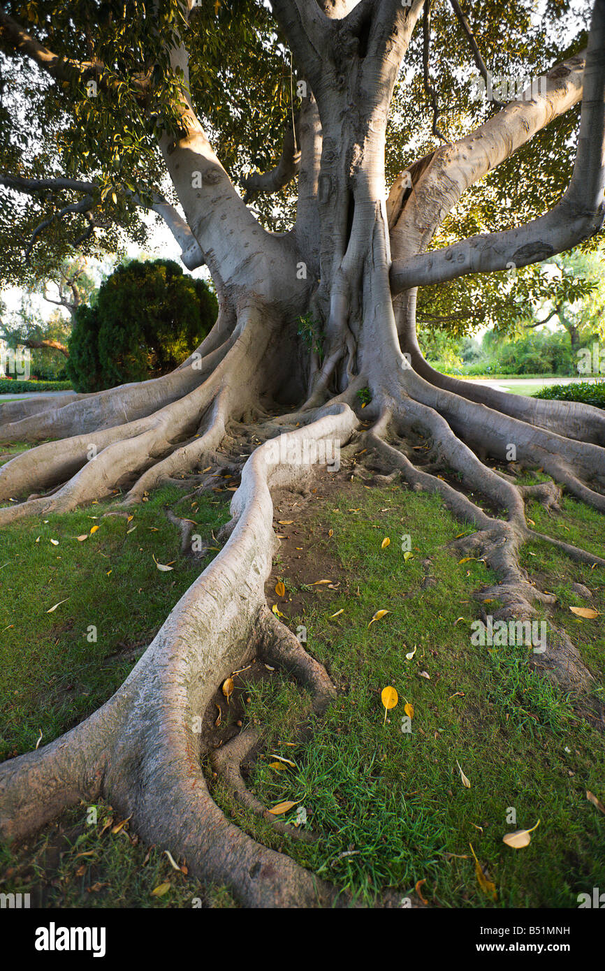 Fig Tree, Long Beach,, California, USA Stock Photo - Alamy
