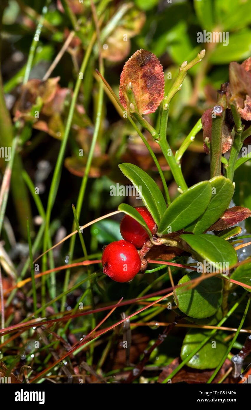 Wild cranberry hi-res stock photography and images - Alamy