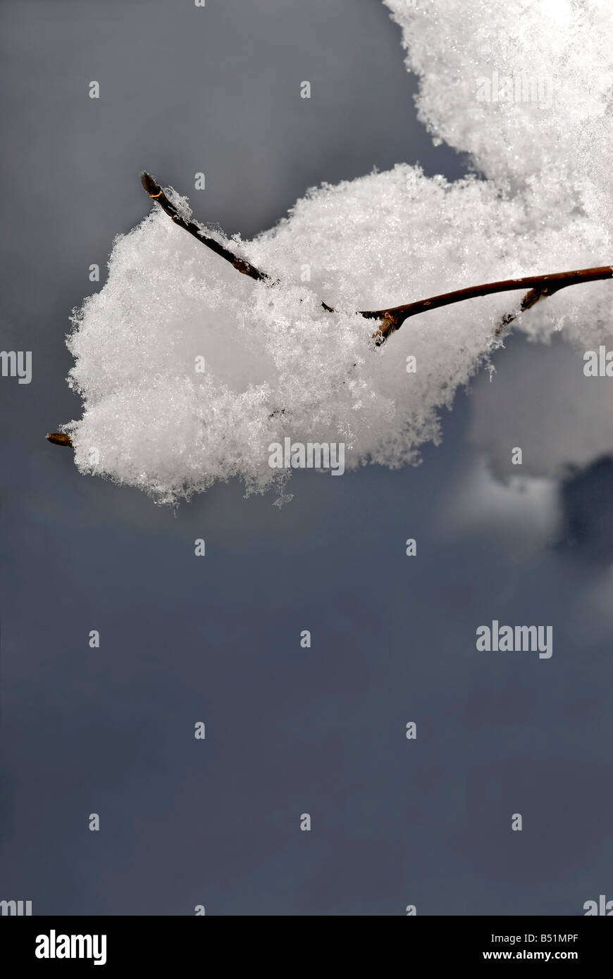 Snowy Tree Brunch Stock Photo - Alamy