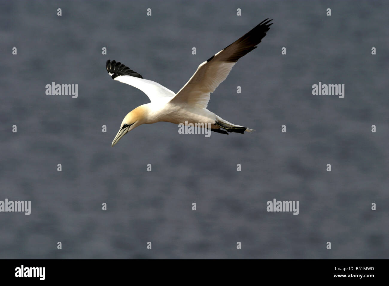 gannet in flight, Bassana Sula, flying Stock Photo - Alamy