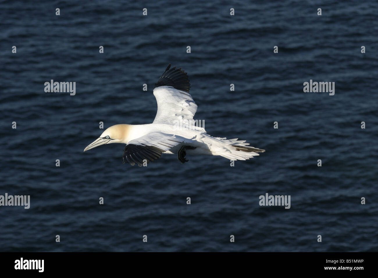 gannet in flight, Bassana Sula, flying Stock Photo - Alamy