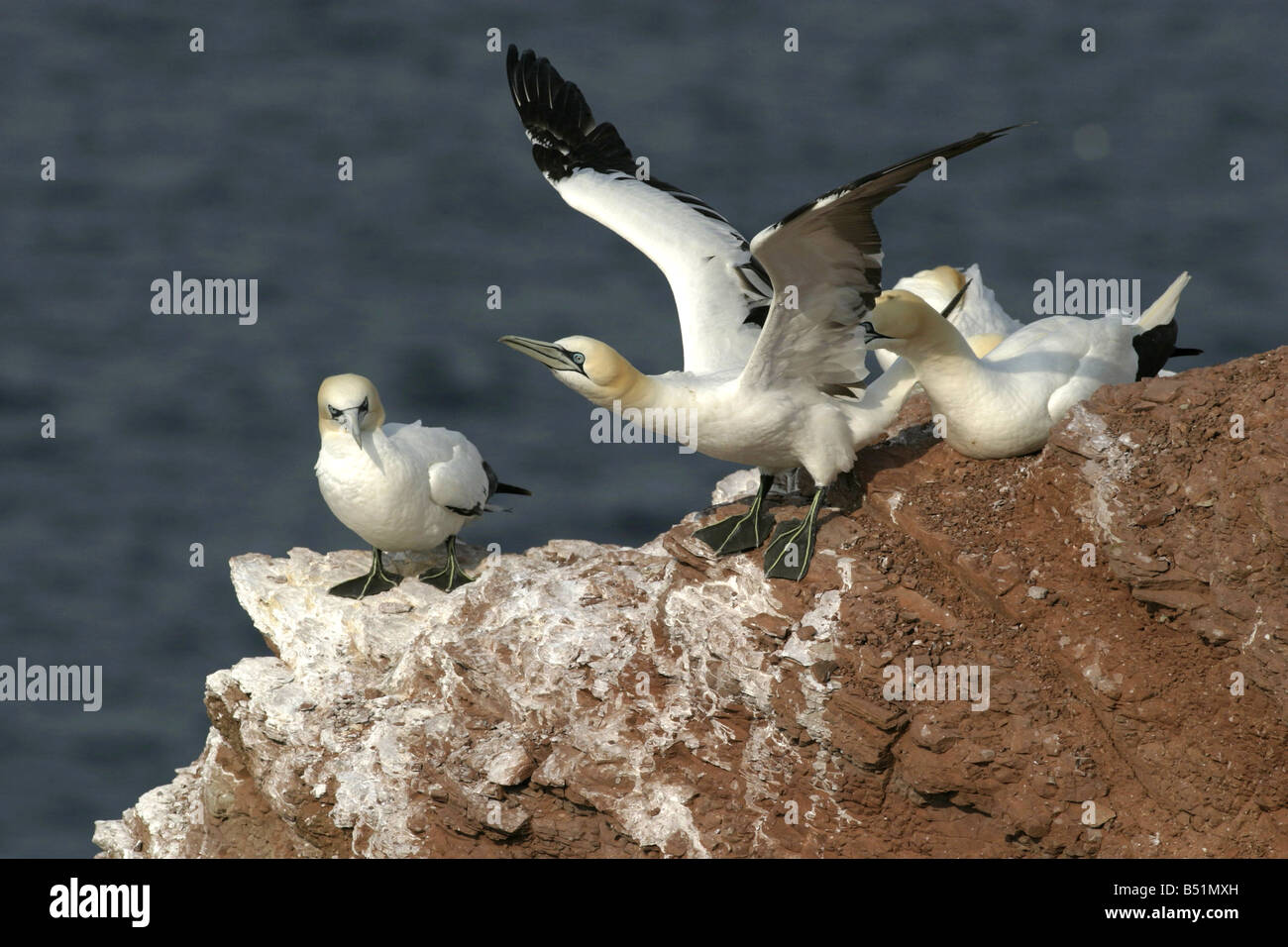 Gannet plumage hi-res stock photography and images - Alamy