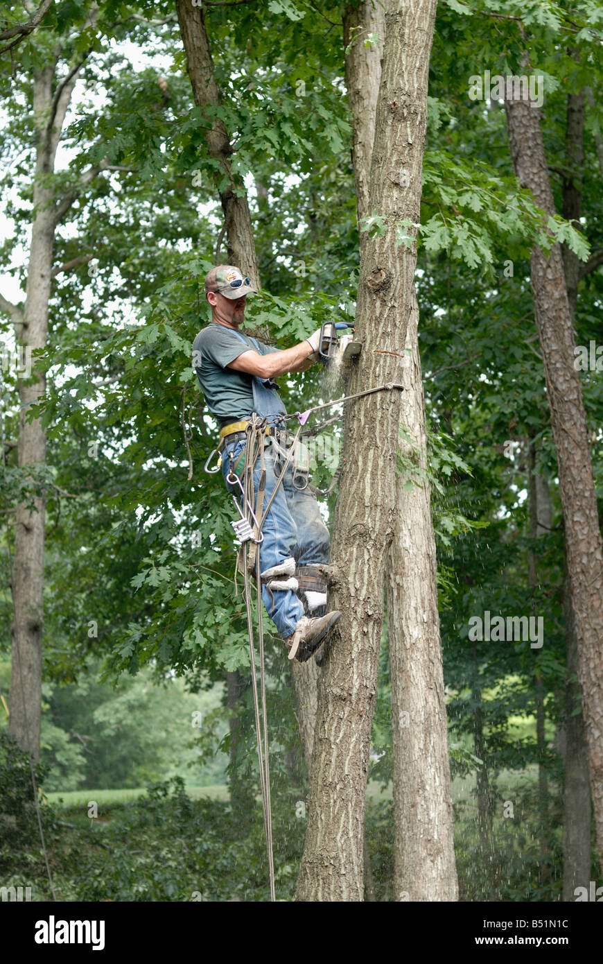A tree surgeon removing an Oak tree Stock Photo - Alamy
