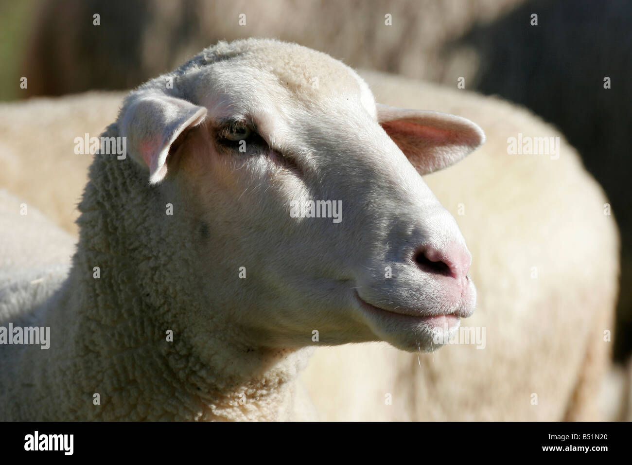 Useful animals for wool hi-res stock photography and images - Alamy