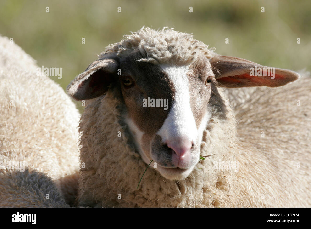 Useful animals for wool hi-res stock photography and images - Alamy