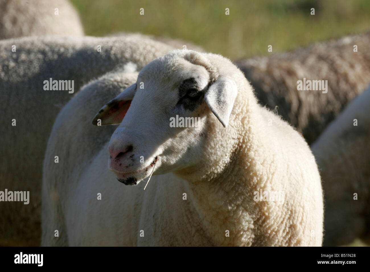 Useful animals for wool hi-res stock photography and images - Alamy