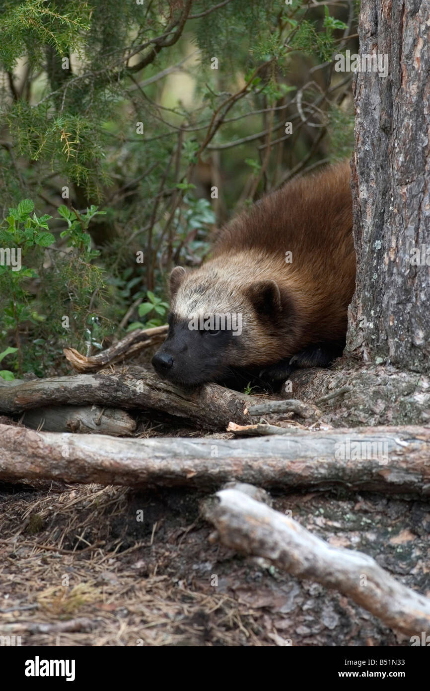 Glutton too hi-res stock photography and images - Alamy