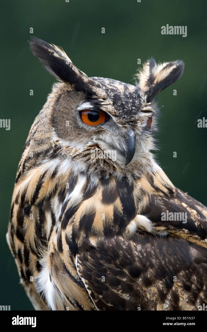 Eagle owl, Bubo Bubo Stock Photo - Alamy