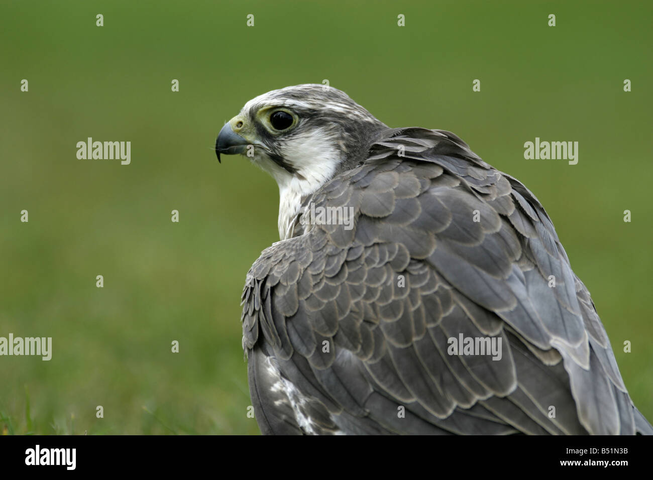 Laggar falcon hi-res stock photography and images - Alamy