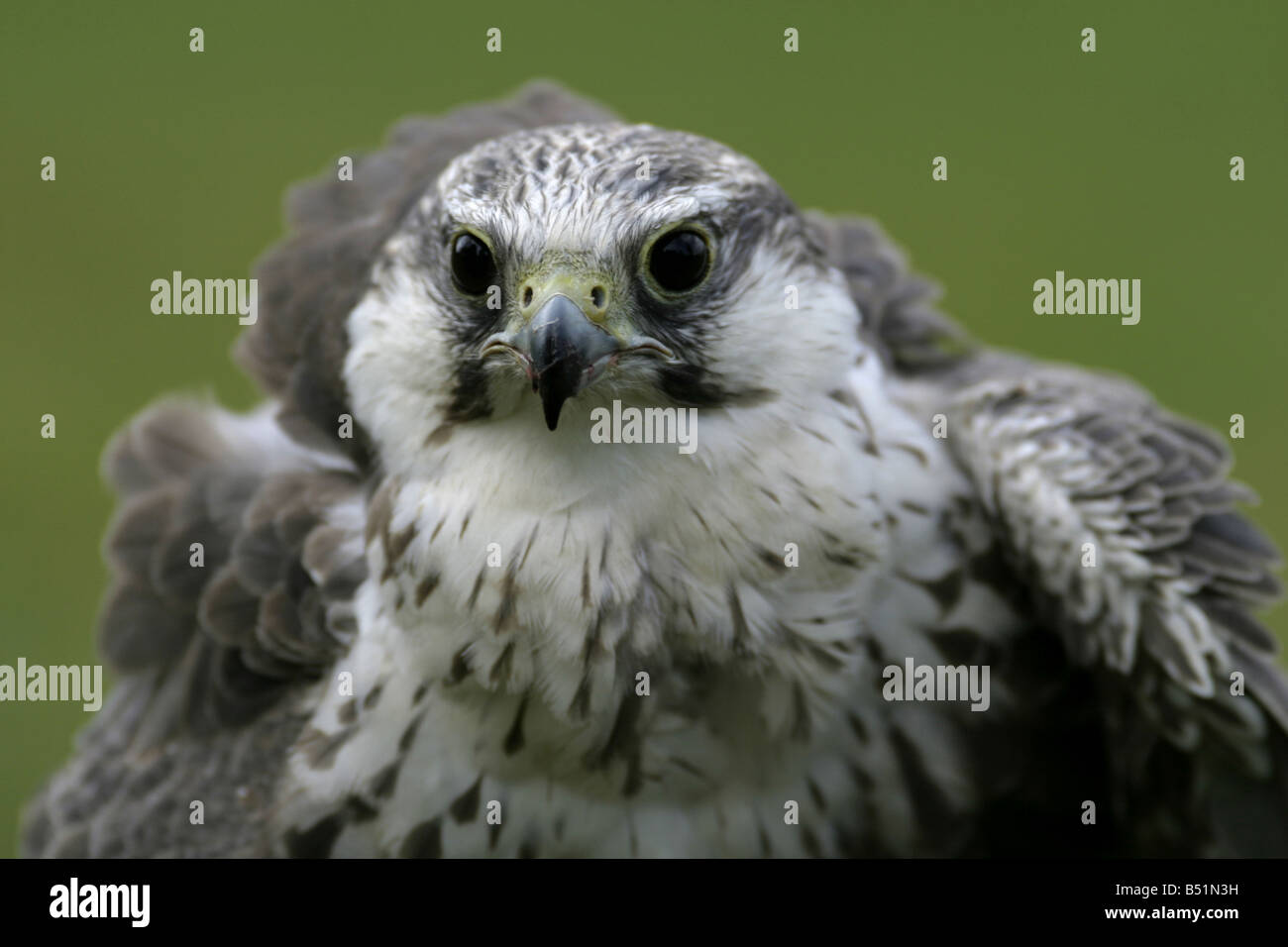 Laggar hi-res stock photography and images - Alamy